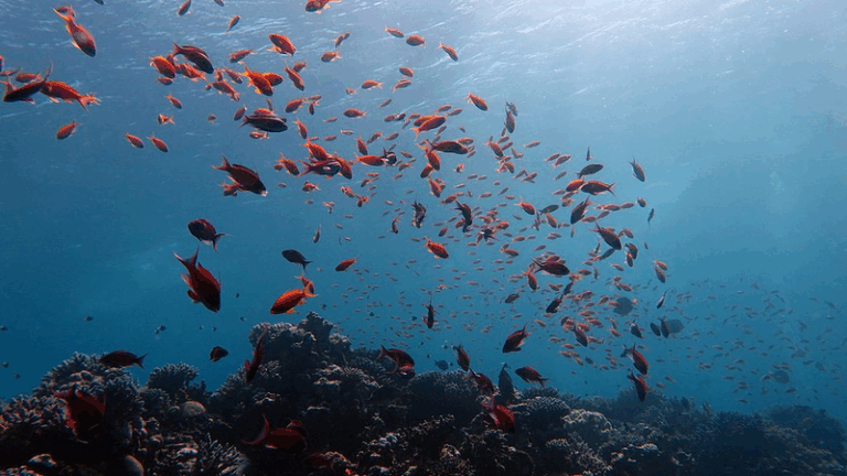 China Launches CGOF1.0: AI-Powered Global Ocean Dataset Debuts at UN ...