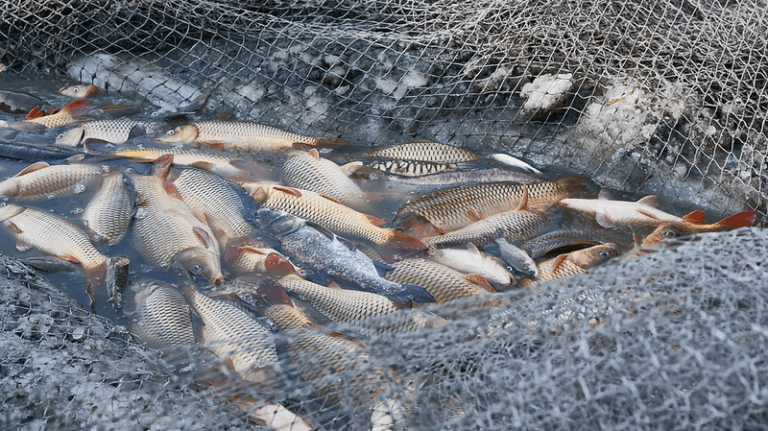 FAO: Over 35% of Marine Fish Stocks Still Overfished - My Global News ...